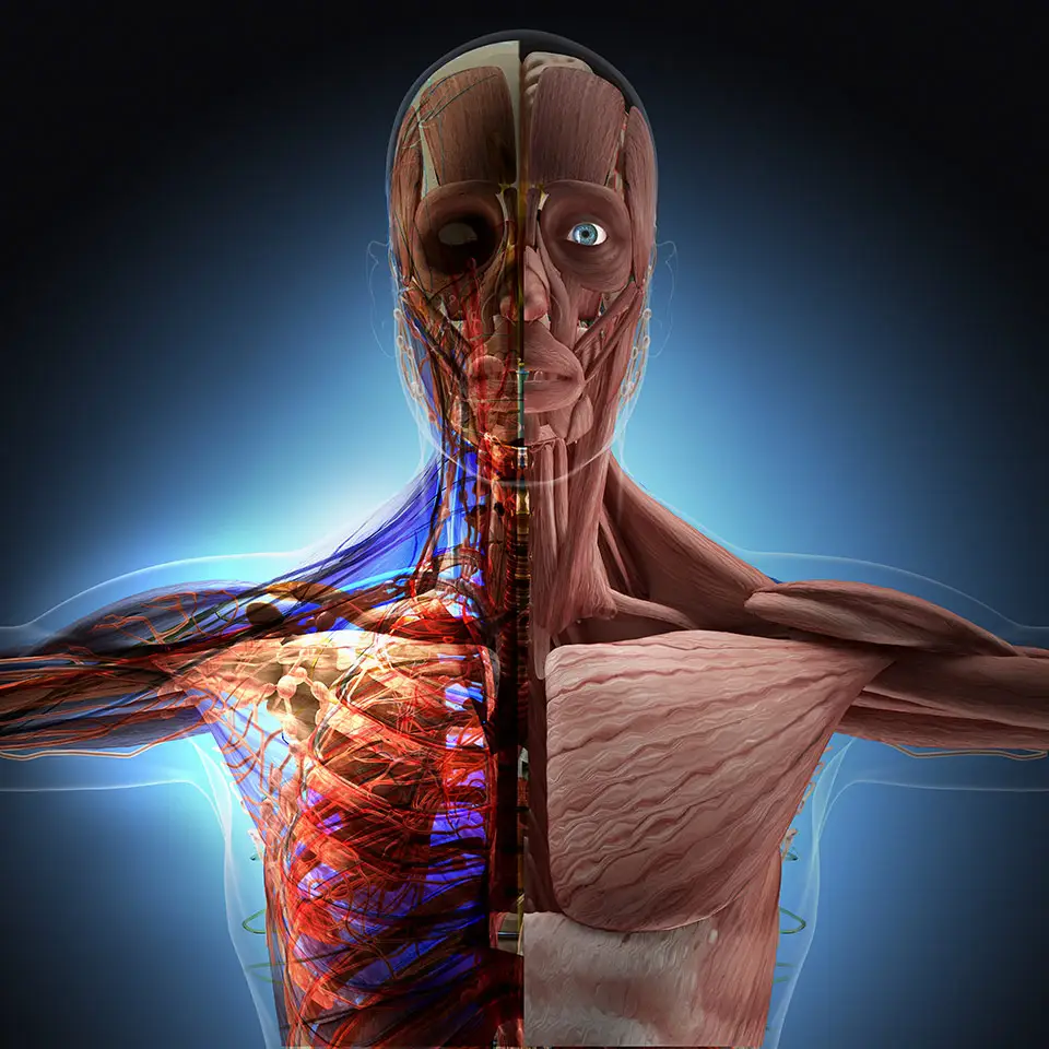 Anatomy and Physiology Course | Learn Online