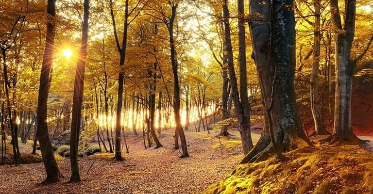 Introduction to Forest Schooling Diploma Course - Centre Of Excellence