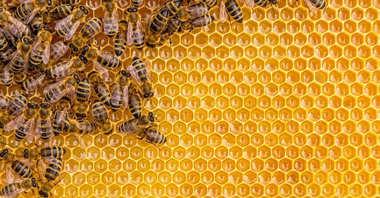 Natural Beekeeping Course - Centre Of Excellence