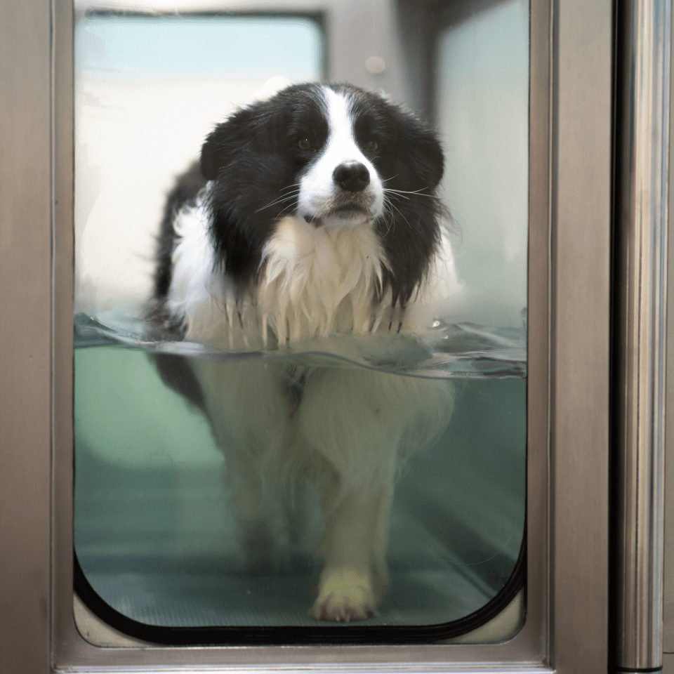 Canine Hydrotherapy Course | Hydro for Dogs - Centre Of Excellence