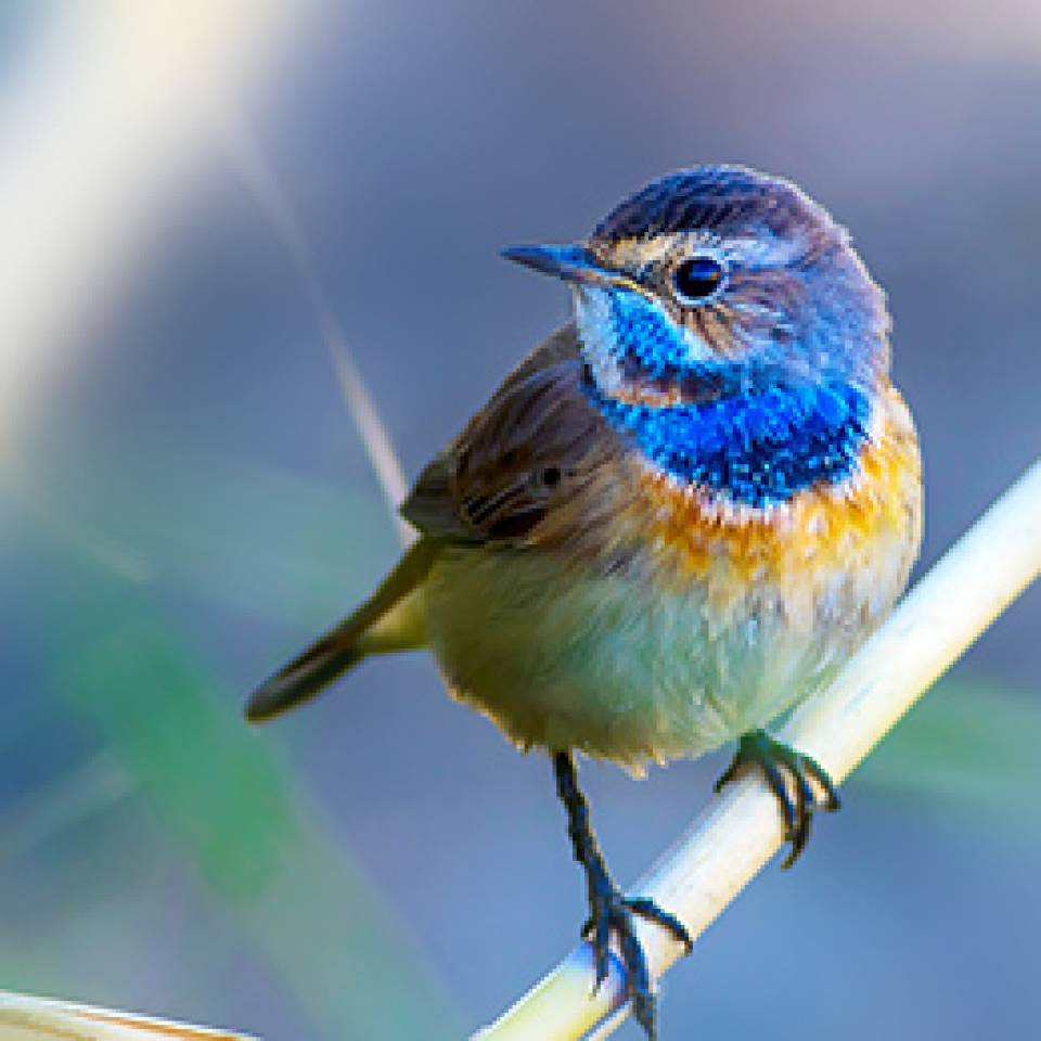 Introduction to Ornithology Diploma Course - Centre of Excellence