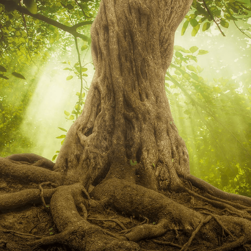 The Secret Life of Trees Diploma Course - Centre Of Excellence