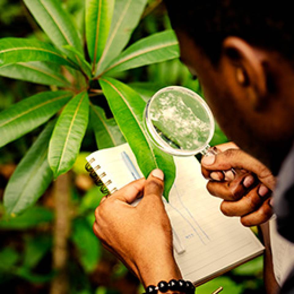 Botany Diploma Course | Learn Plant Sciences Online