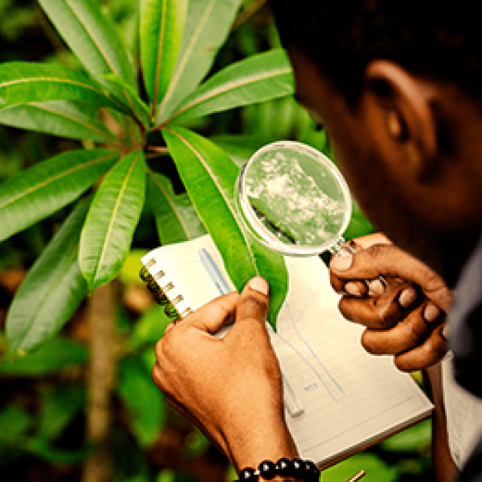 Botany Diploma Course | Learn Plant Sciences Online