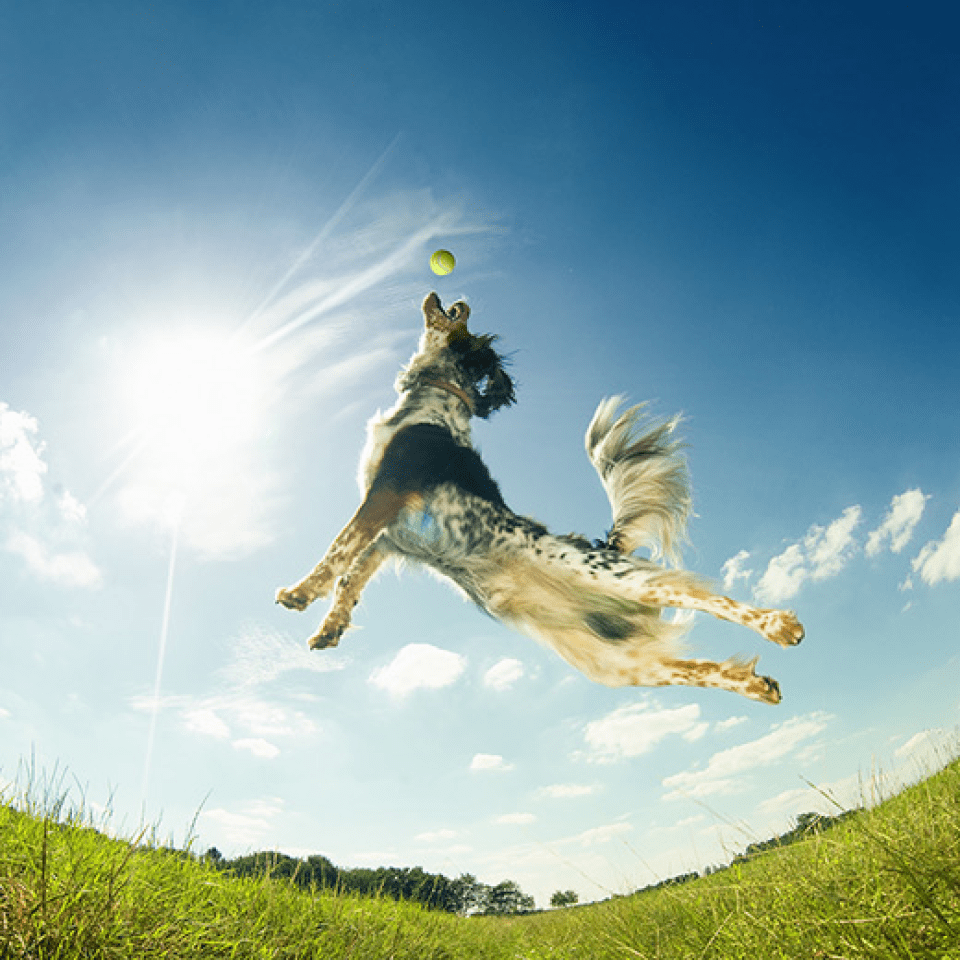Canine Anatomy and Physiology Diploma Course - Centre Of Excellence Canine Anatomy and Physiology Diploma Course - Centre Of Excellence