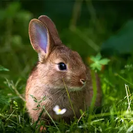 Rabbit Care, Behaviour and Welfare Diploma Course - Centre of Excellence