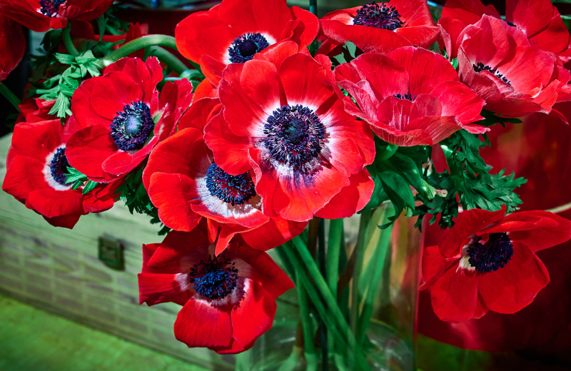 Types of Red Flowers and Their Names (With Pictures) - Centre of Excellence