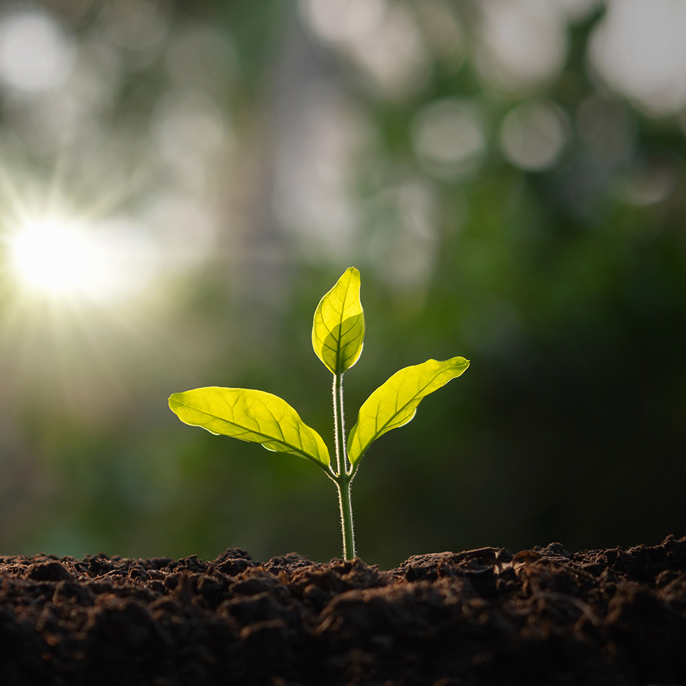 Arboriculture Diploma Course - Centre of Excellence