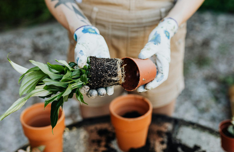 12 Key Benefits of Gardening: Health, Community & Eco Impact - Centre ...