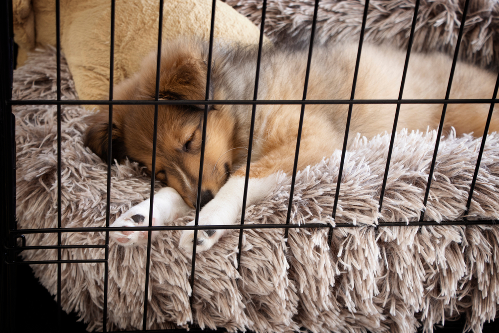 How to Crate Train Your Puppy: Tips and Techniques - Centre of Excellence