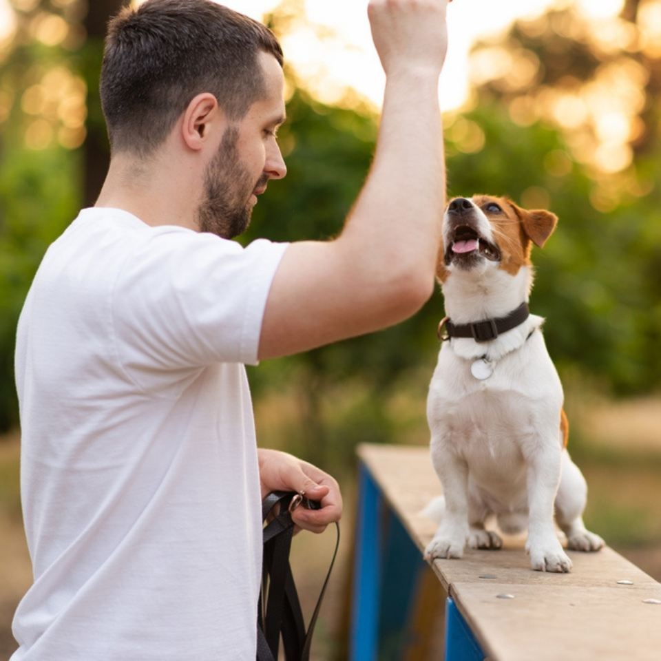 Dog Training Course Online | Accredited Dog Trainer Diploma - Centre Of ...