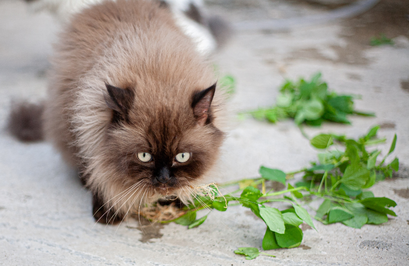 Why Does My Cat Eat Plants? Safety & Prevention Tips - Centre of Excellence