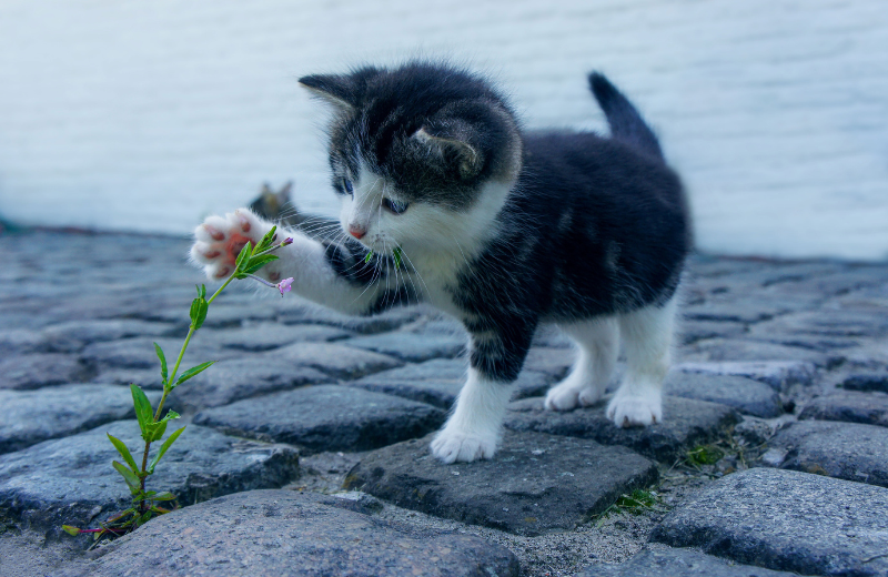 Why Does My Cat Eat Plants? Safety & Prevention Tips - Centre of Excellence