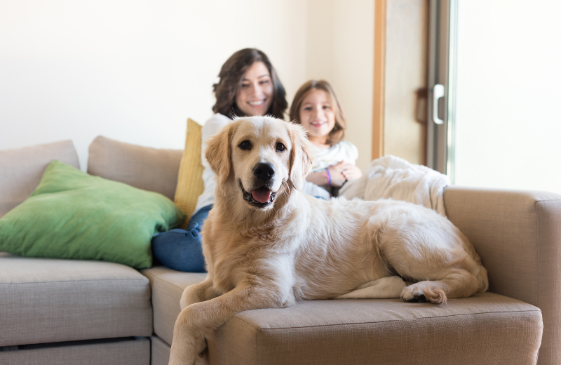 10 Signs of Grieving in Dogs & How to Help - Centre of Excellence