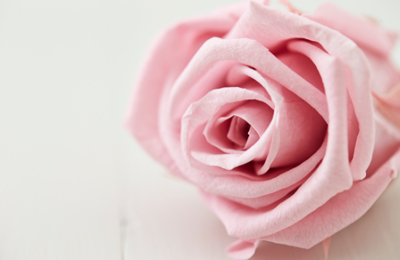 Rose Symbolism: What is the Spiritual Meaning of a Rose? - Centre of ...